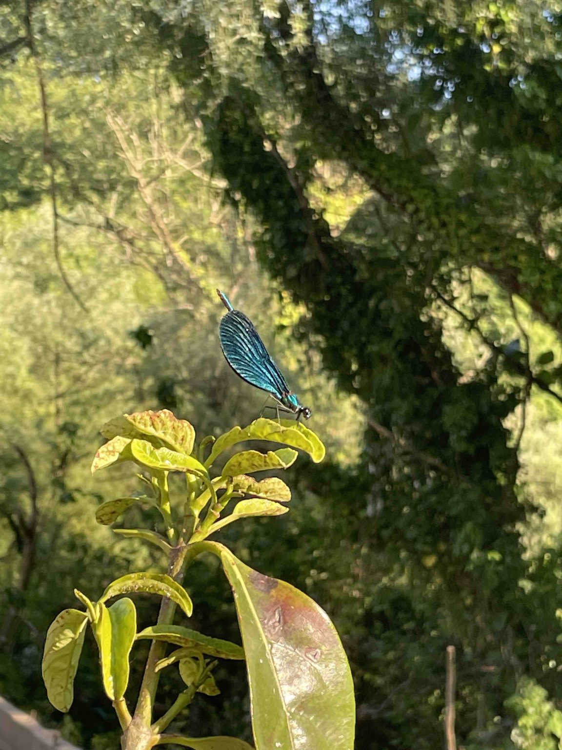 Blue Eye: sorgente d'acqua naturale nel sud Albania : Trottole in Viaggio