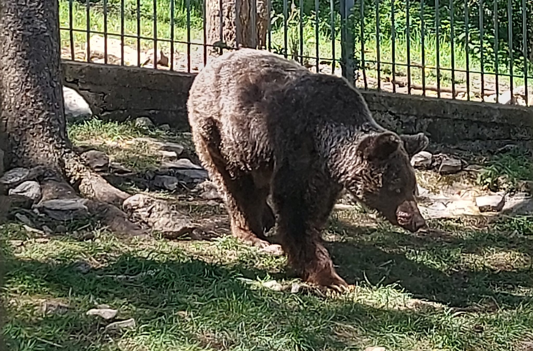 Vedere Palena e l’orso bruno marsicano in Abruzzo : Trottole in Viaggio